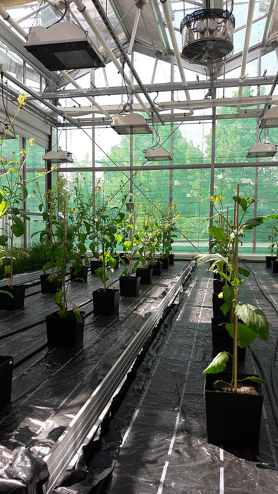 How Air Pollution Harms Pollination - Fakultät für Humanwissenschaften